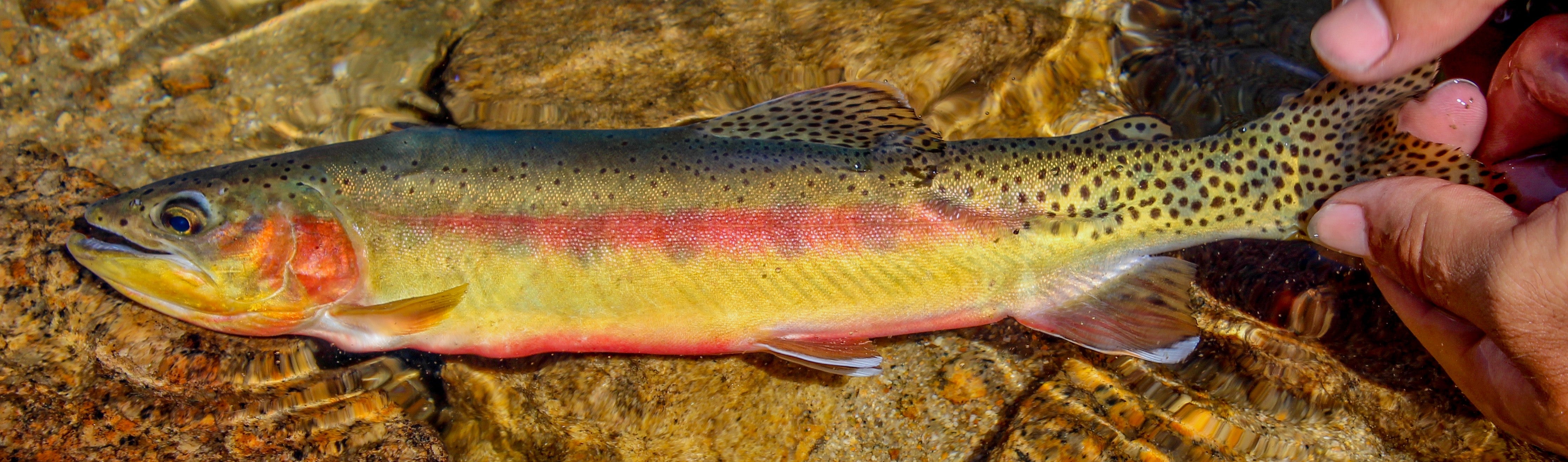 Gold Series – Rover Outdoors